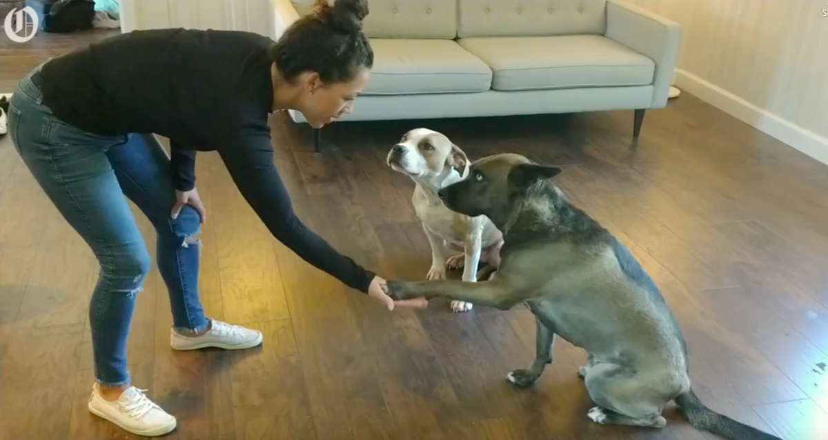 Diary of a Pandemic: Dancing Ox Coffee Roasters and The Charlotte Obse